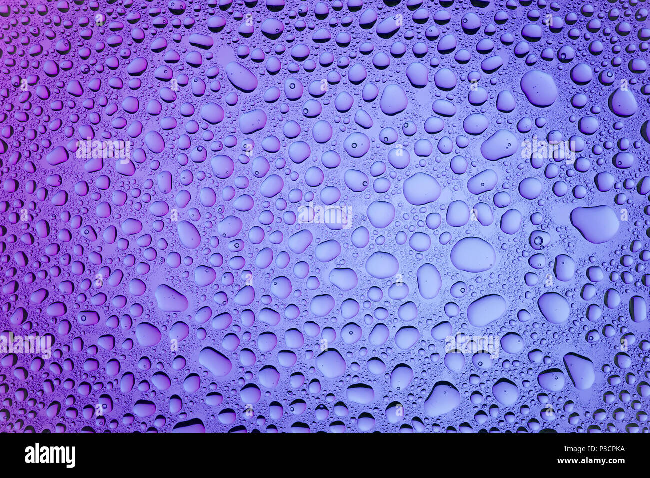 Close up of a water drops on a purple gradient background, covered with ...