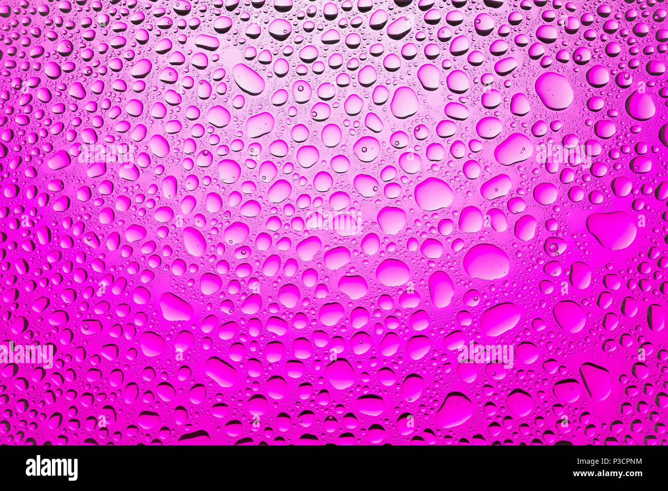 Close up of a water drops on a white and pink gradient background ...