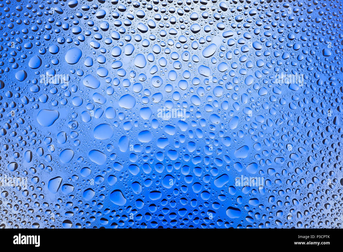 Close up of a water drops on a white and blue gradient background ...