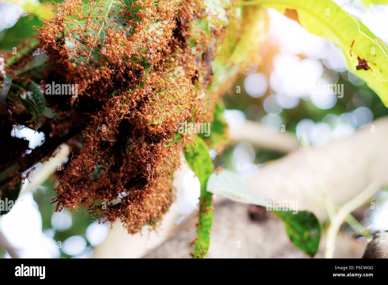 Many ant are nesting on trees with sunlight Stock Photo - Alamy