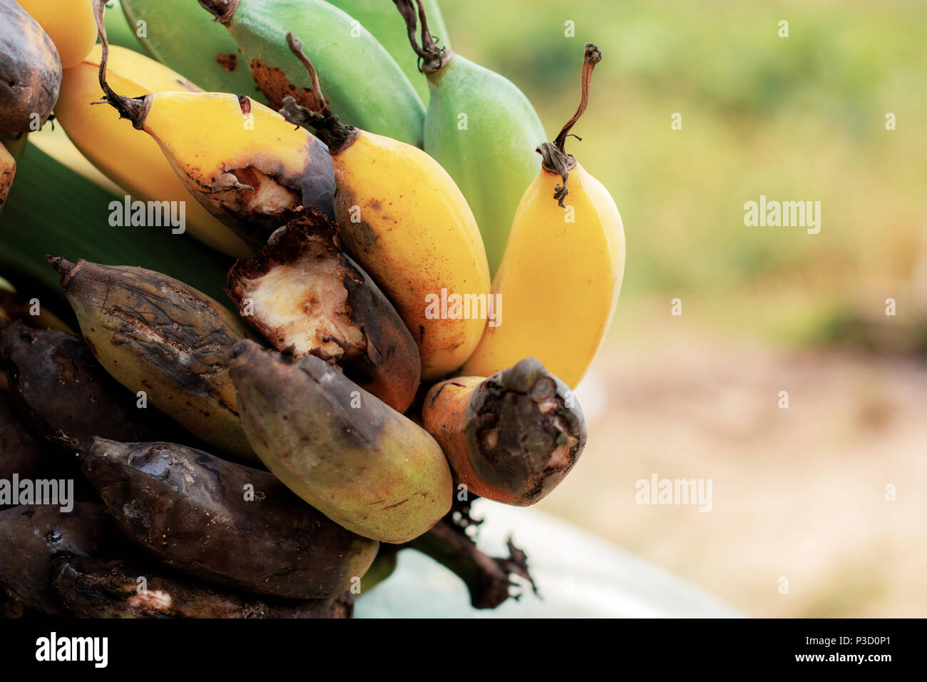 Banana ripe and rotten in the farm Stock Photo - Alamy