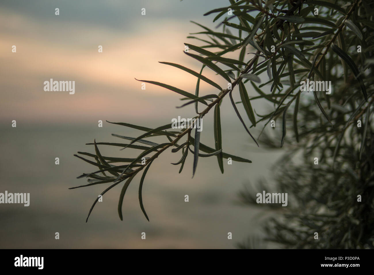 sea buckthorn bush at sunset by the sea. seabuckthorn background Stock ...