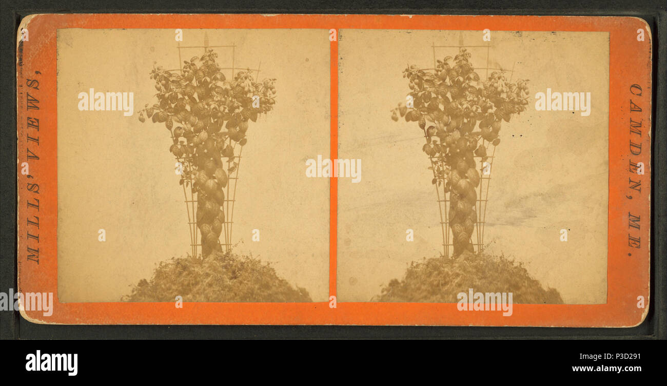 H plant hi-res stock photography and images - Alamy
