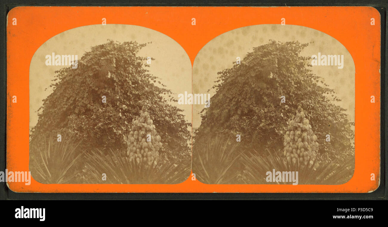 247 Pyramid, Green Cove Springs, Florida, from Robert N. Dennis ...