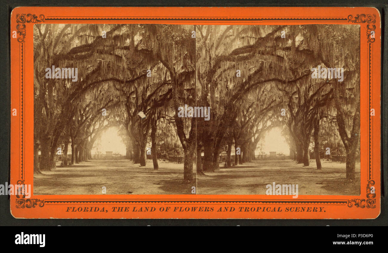 . Avenue in Bonaventure, near Savannah, Georgia. Alternate Title: D.J ...