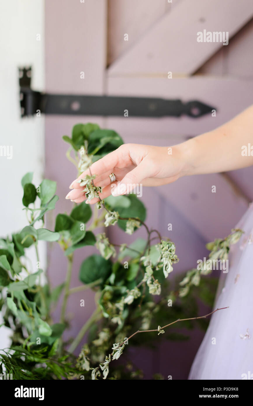 Female hand touching plant Stock Photo - Alamy
