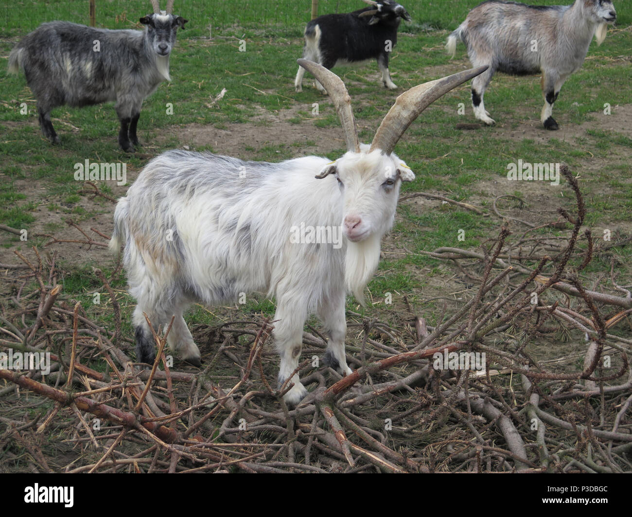 Goat looking back hi-res stock photography and images - Alamy