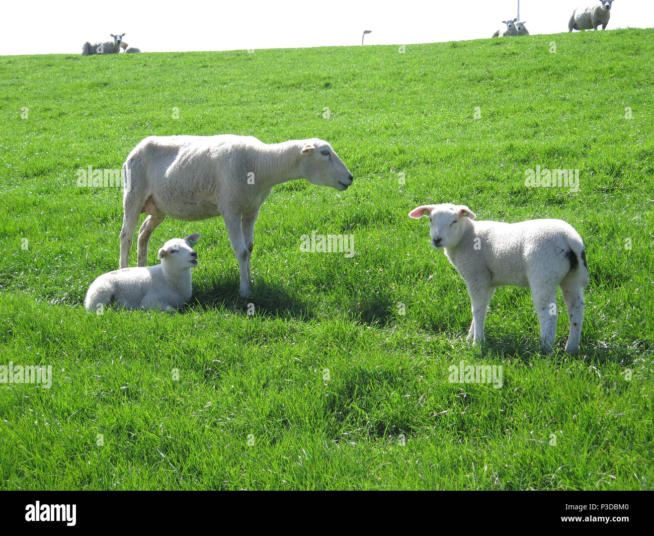 Spring lambs with mother sheep on grass dike in Dutch fishing village ...
