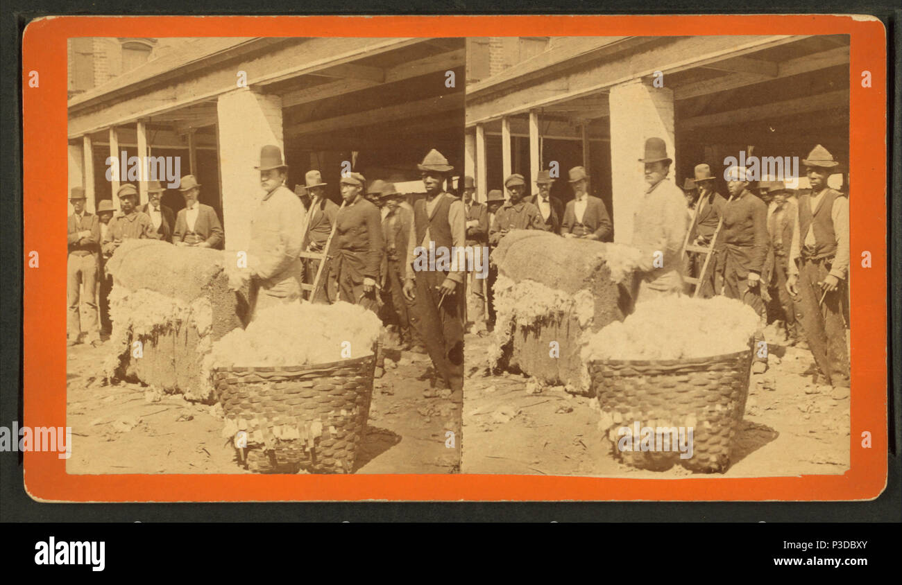 . Sampling cotton. Alternate Title: Southern Views in the United States ...