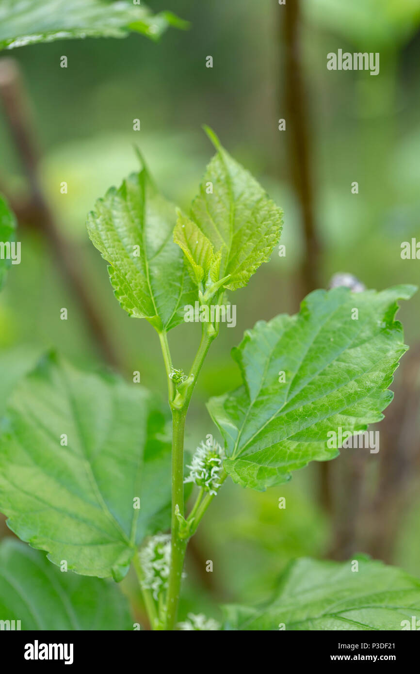 Green mulberry leaf on tree in tropical garden Stock Photo - Alamy