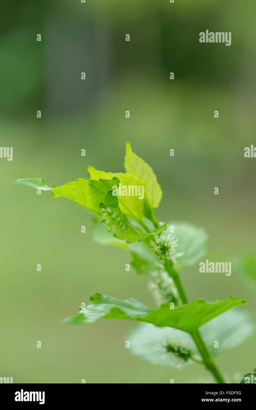 Green mulberry leaf on tree in tropical garden Stock Photo - Alamy