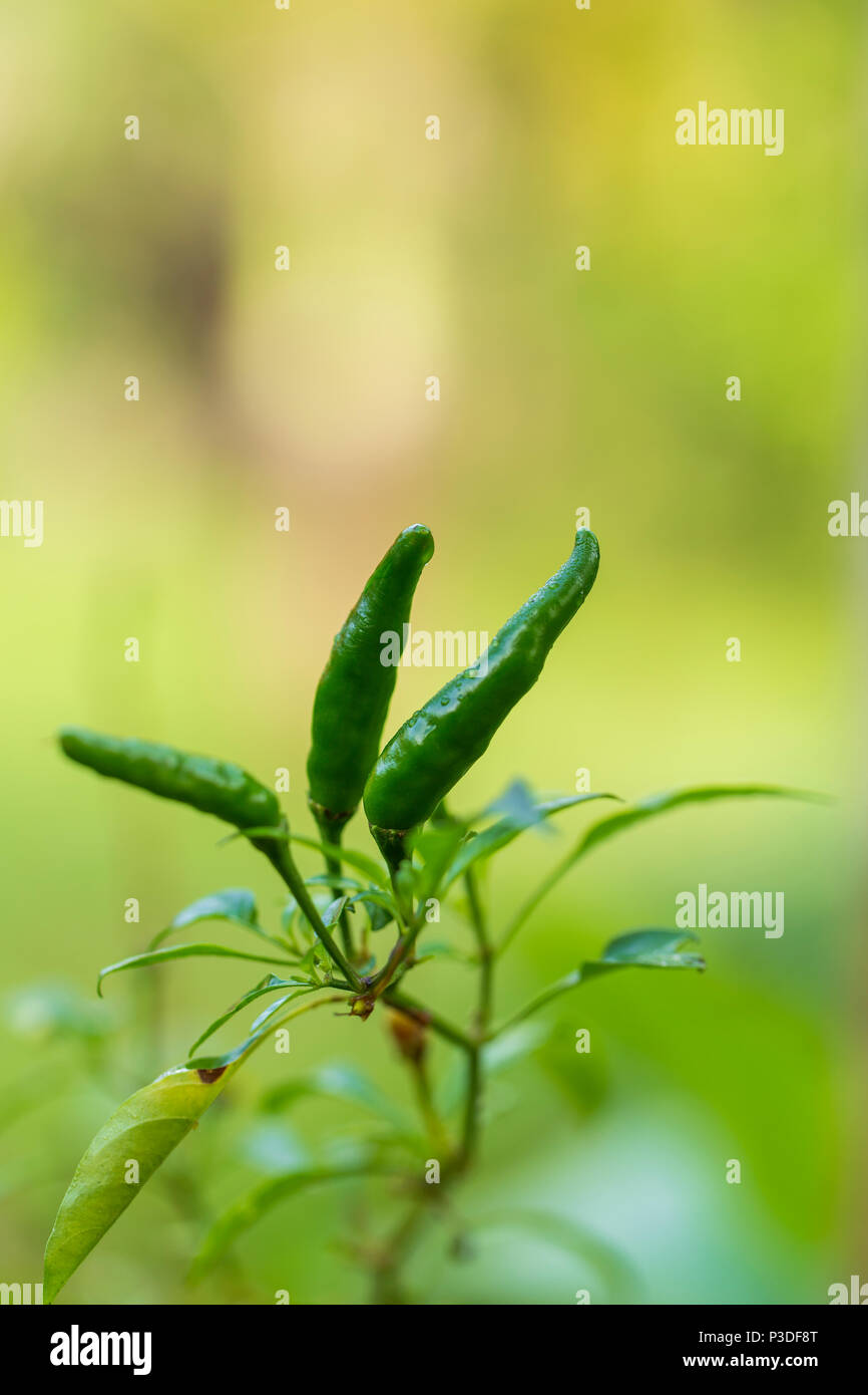 Fresh green chilli on tree in tropical garden Stock Photo - Alamy