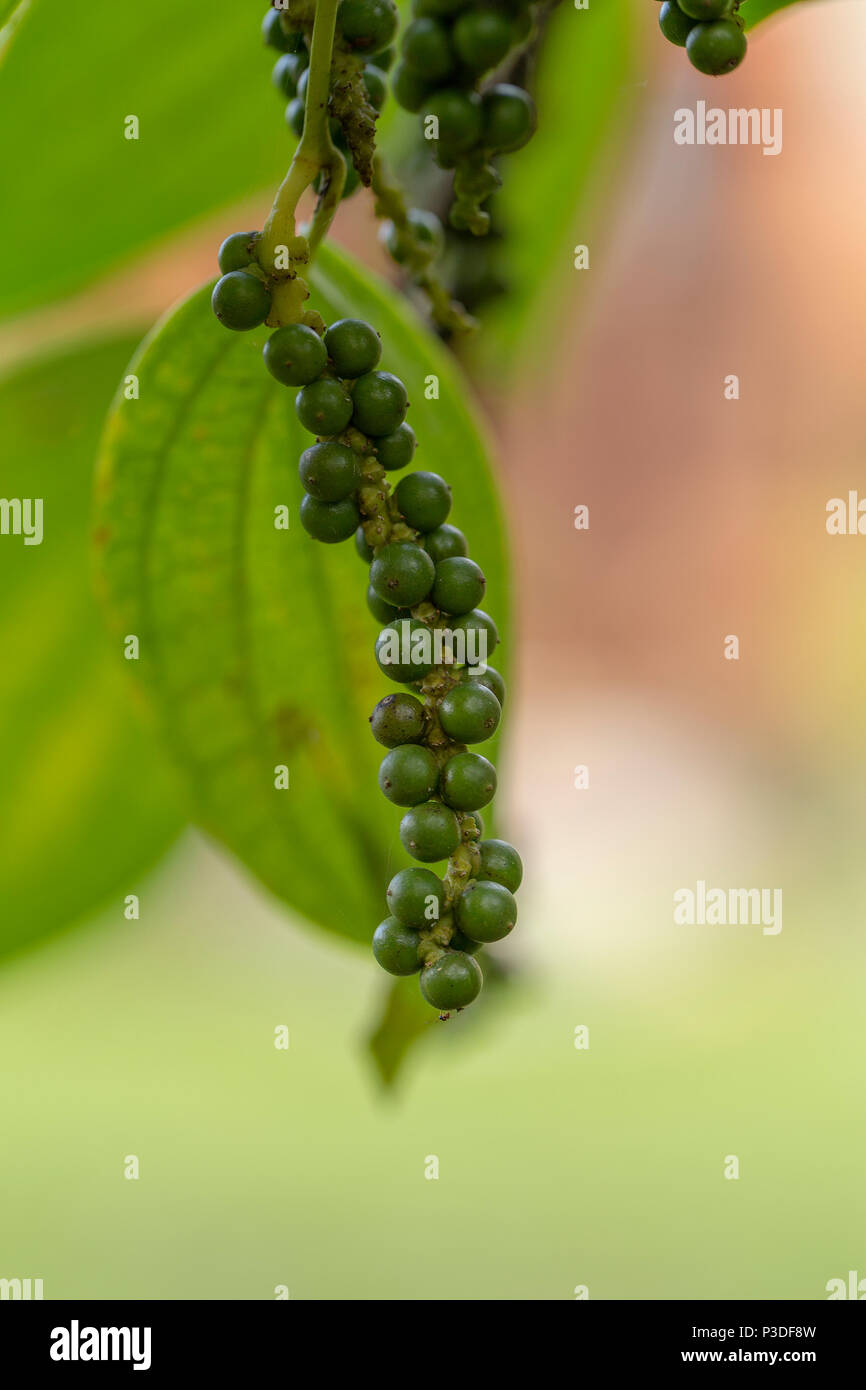 Fresh Piper nigrum on tree in tropical garden Stock Photo - Alamy