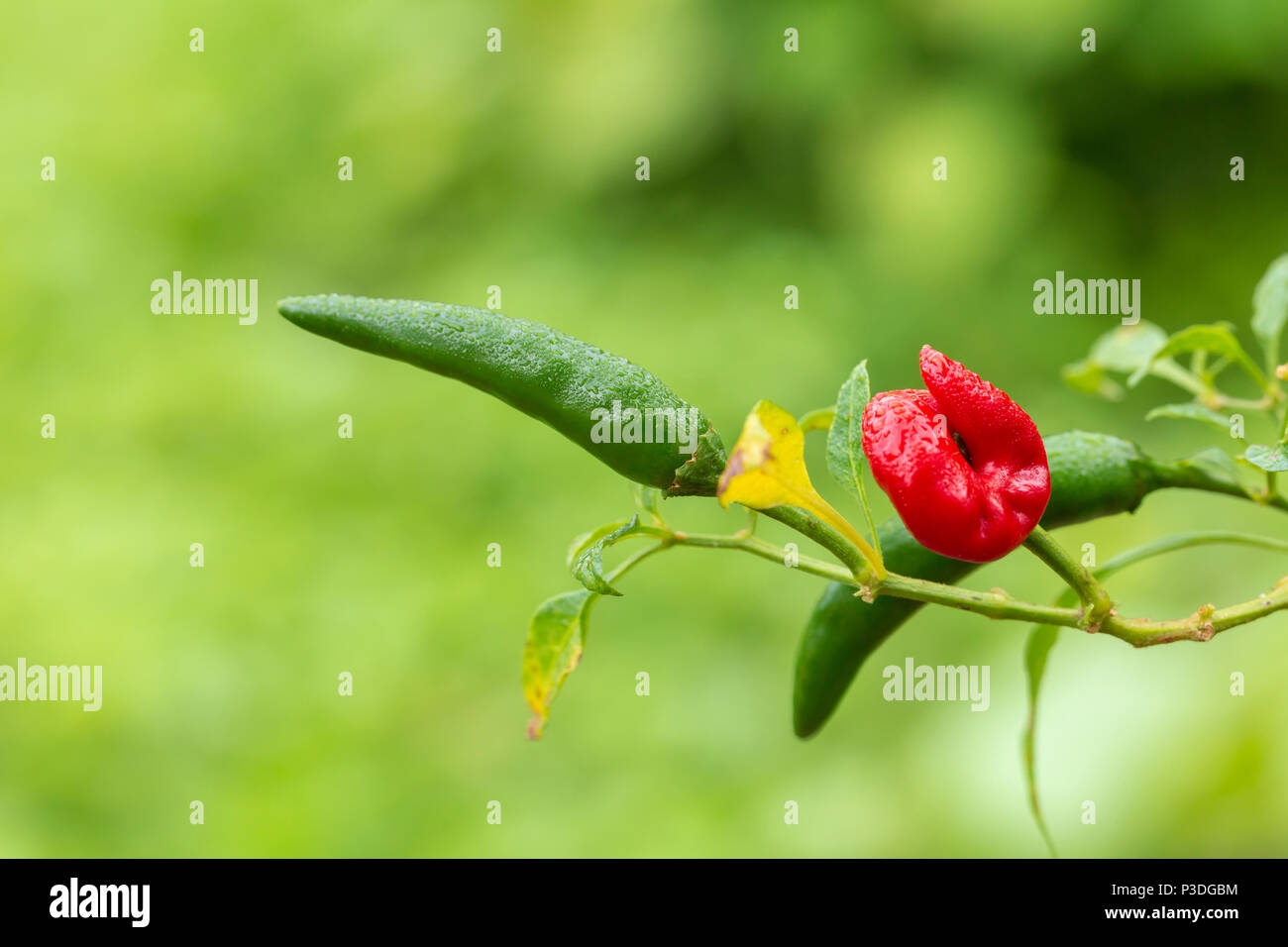 Chilli at tree hi-res stock photography and images - Alamy