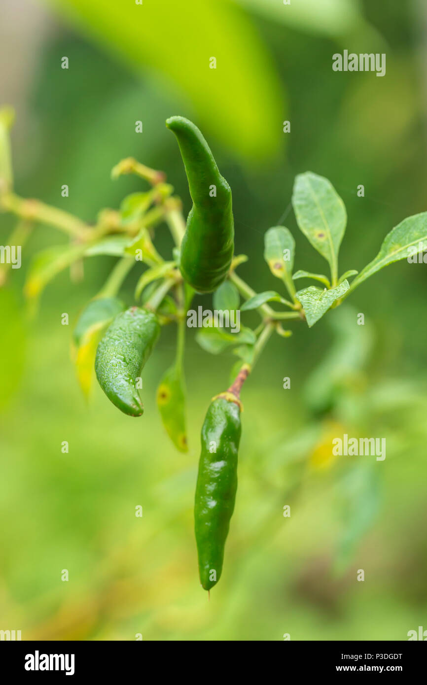 Fresh green chilli on tree in tropical garden Stock Photo - Alamy