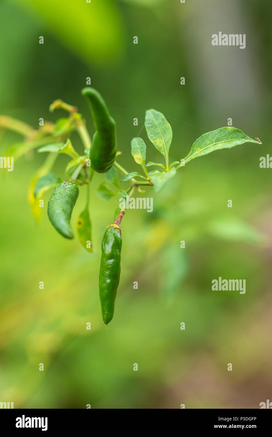 Chilli at tree hi-res stock photography and images - Alamy