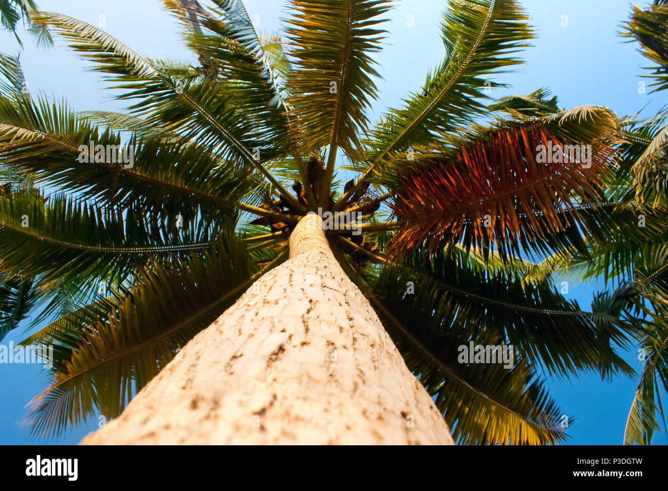 Indian fan palms against the sky useful for background ,India Stock ...