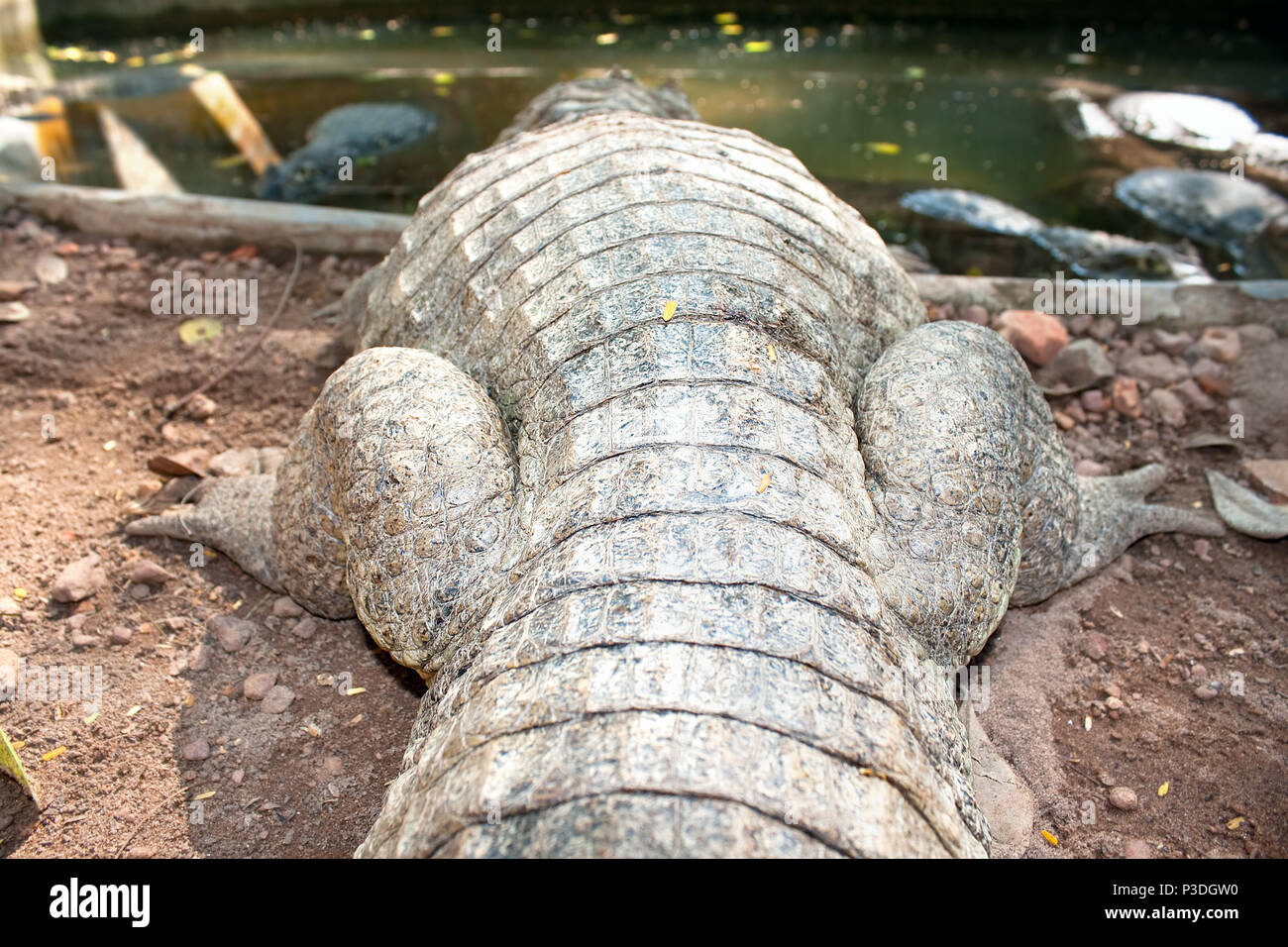 Close up view of the claw and back of a crocodile. Kerala, India Stock ...