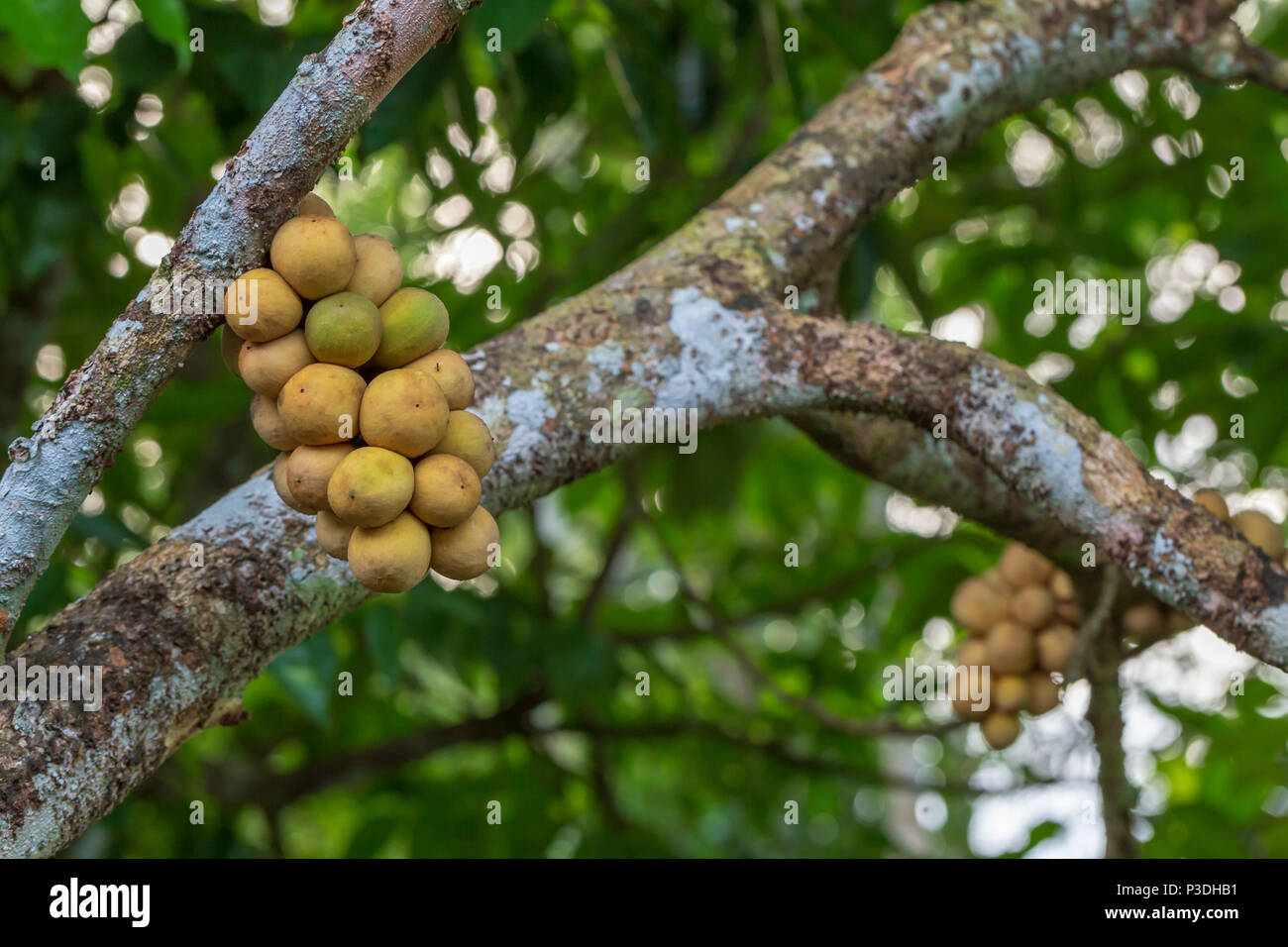 Lansium fruit on tree lansium hi-res stock photography and images - Alamy