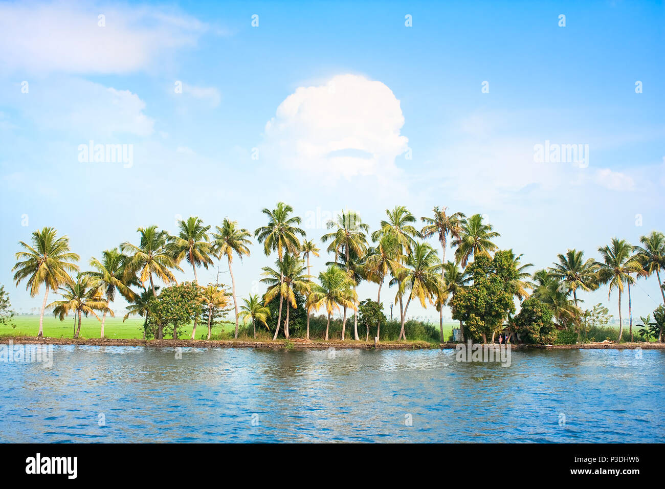 Coconut tress along the backwaters of Kerala, India Stock Photo - Alamy