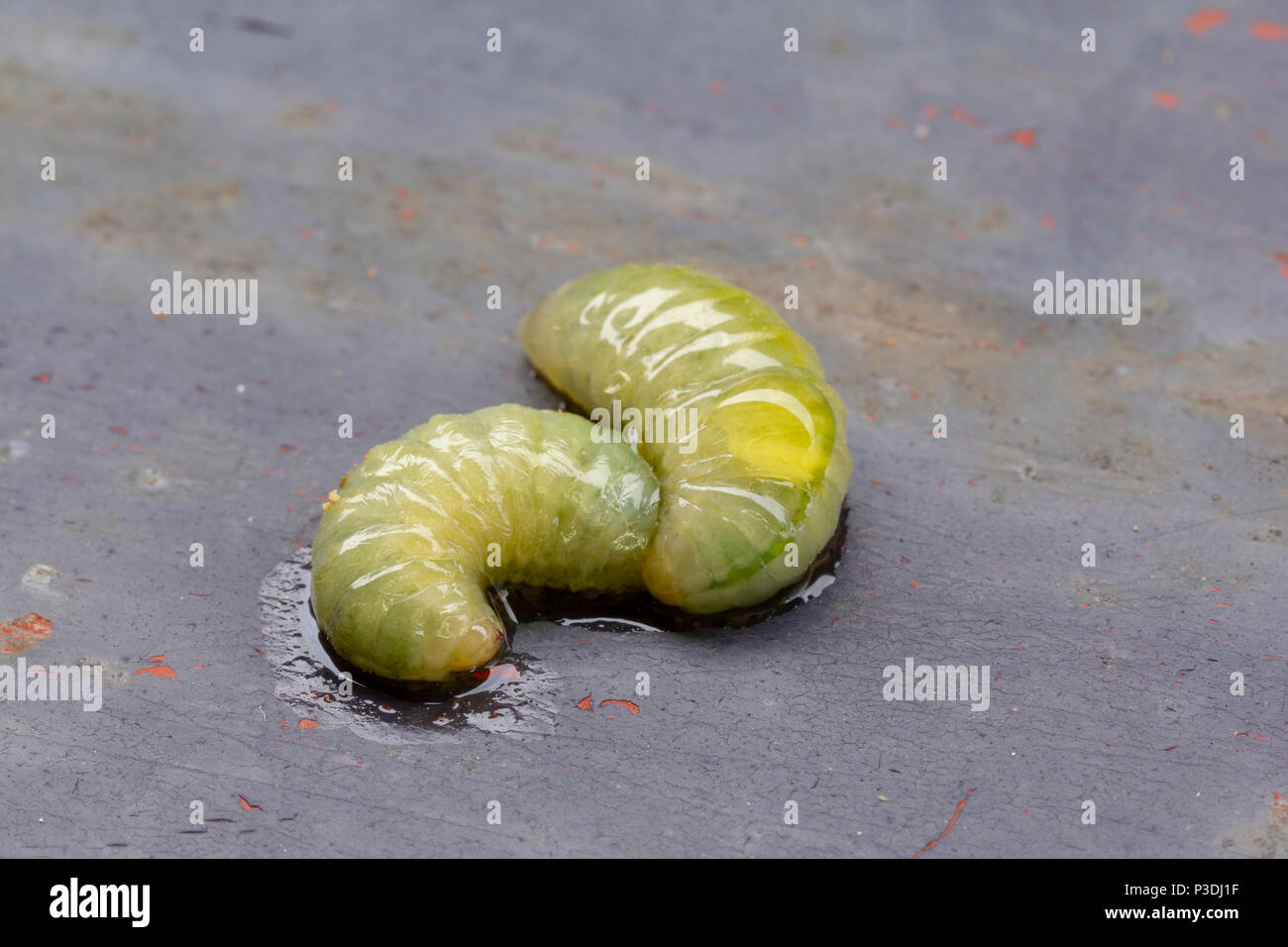 Larva Vermiform of Phecid Wasp or Chalybion bengalense Stock Photo - Alamy