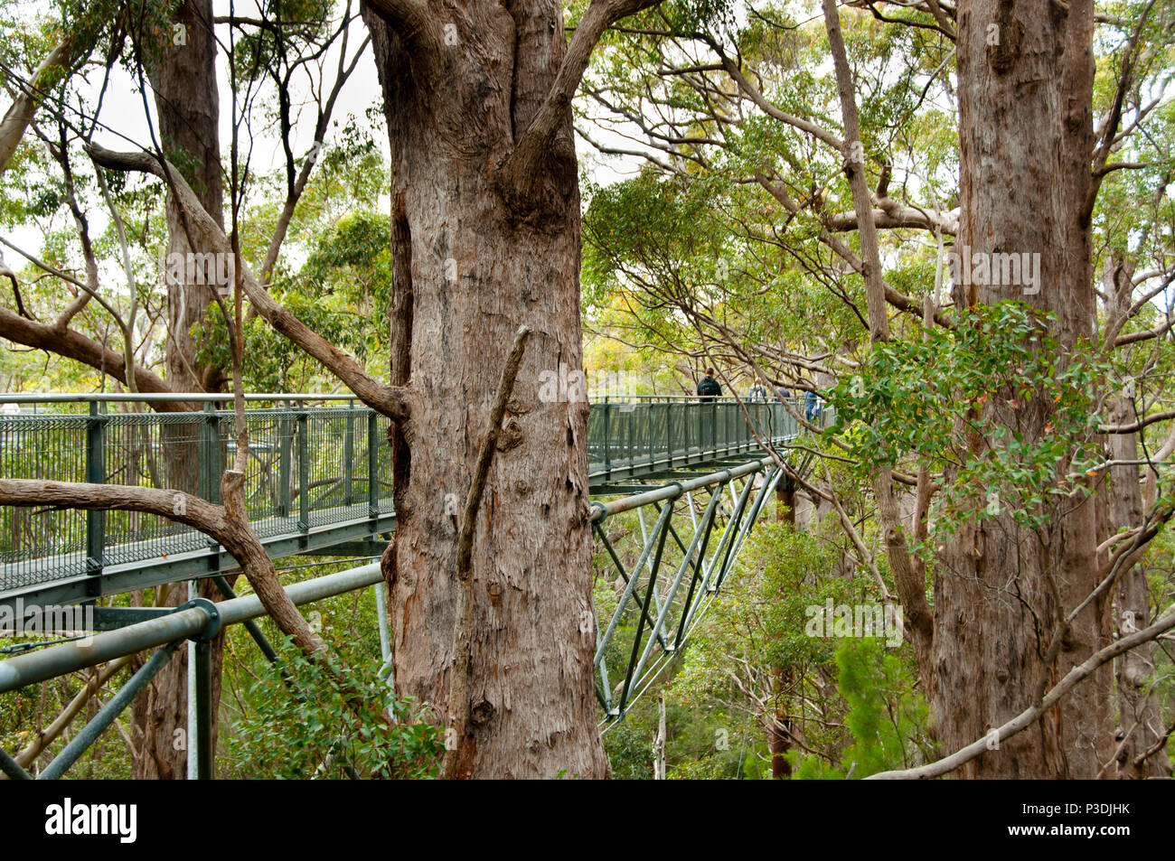 Tree Top Walk - Walpole - Australia Stock Photo - Alamy