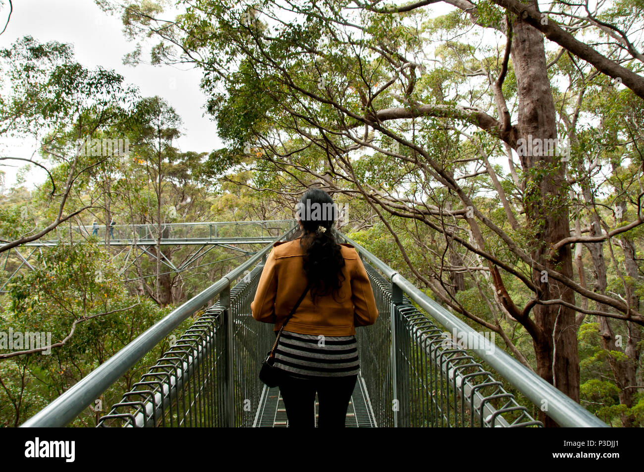 Canopy tree walk hi-res stock photography and images - Alamy