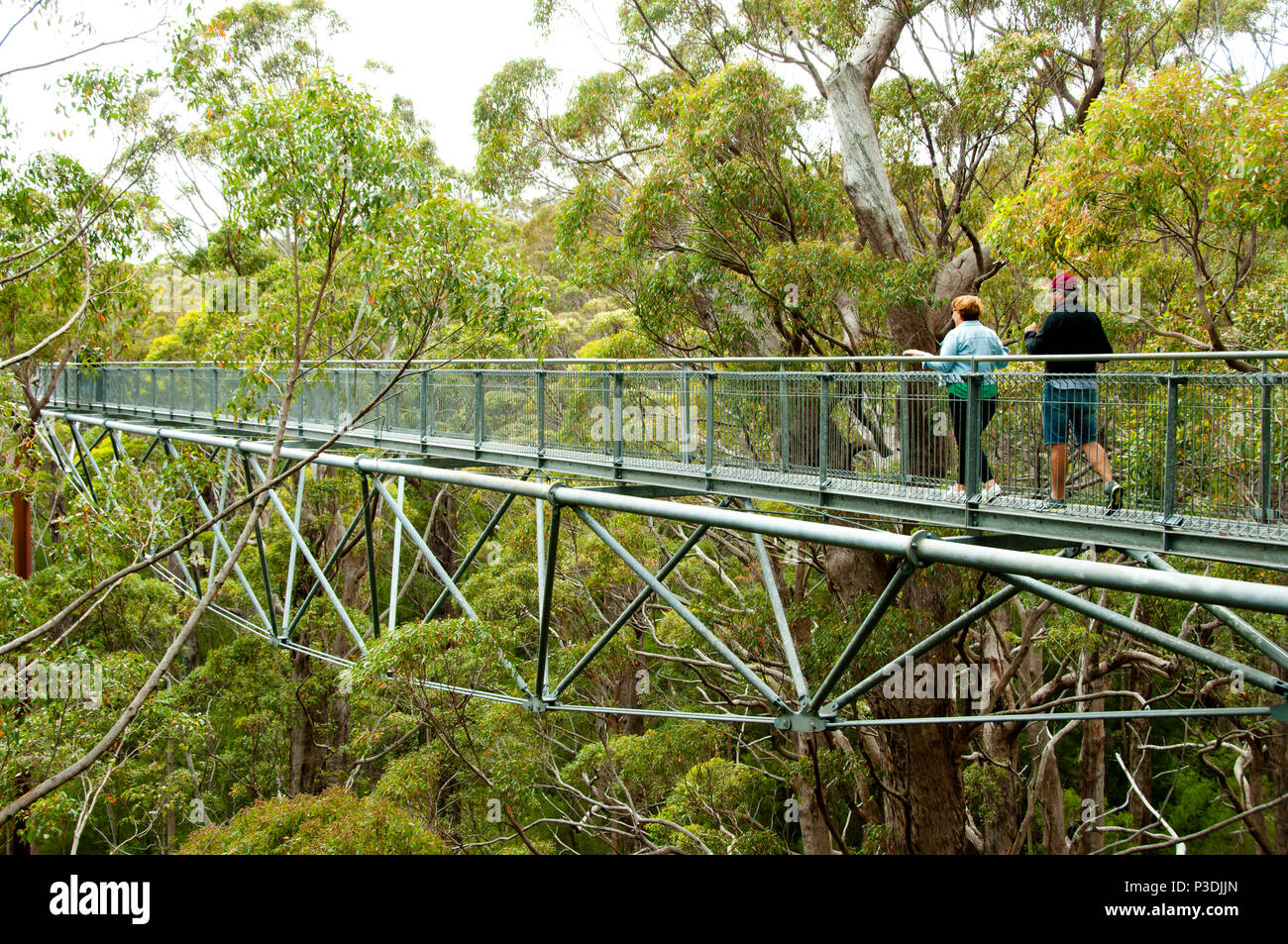 Tree Top Walk - Walpole - Australia Stock Photo - Alamy