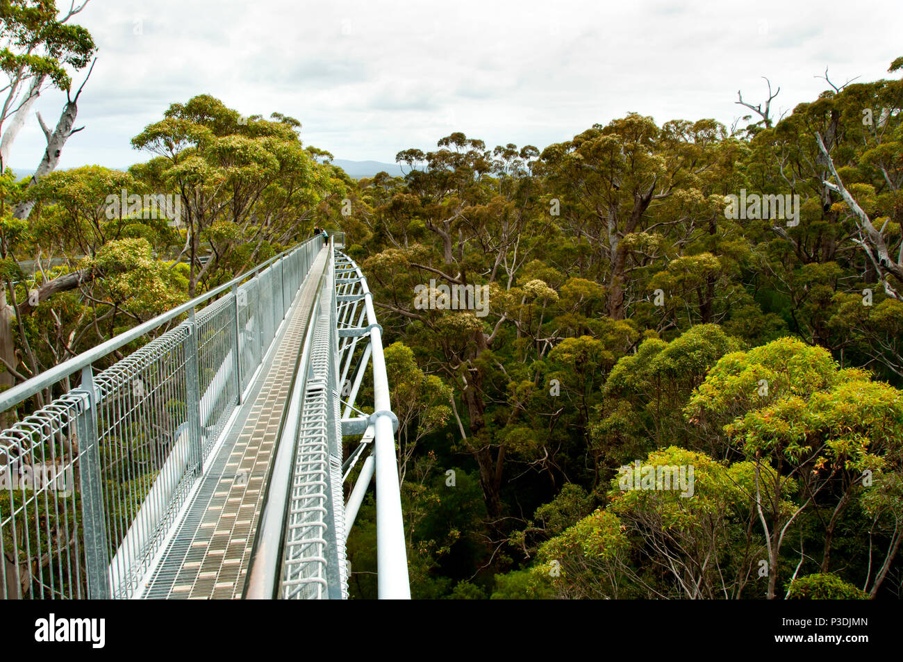 Eucalyptus tree tops hi-res stock photography and images - Alamy