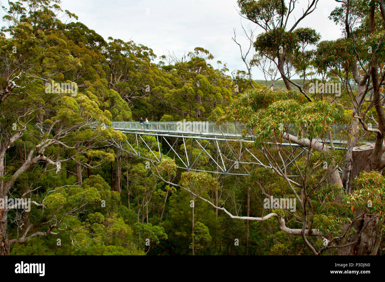 Tree Top Walk - Walpole - Australia Stock Photo - Alamy