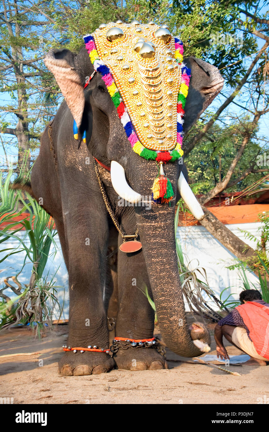 Decorated elephants hi-res stock photography and images - Alamy