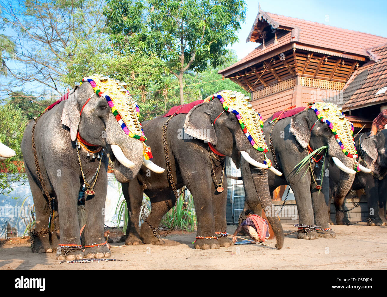 Kerala elephant ride hi-res stock photography and images - Alamy
