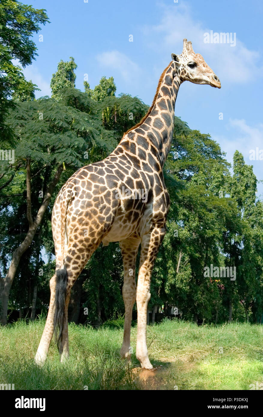 Full length body picture of a giraffe with trees in the background ...