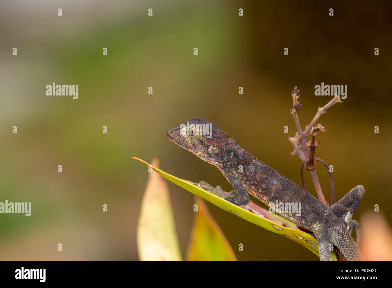 Portrait chameleon forest dragon on hi-res stock photography and images ...