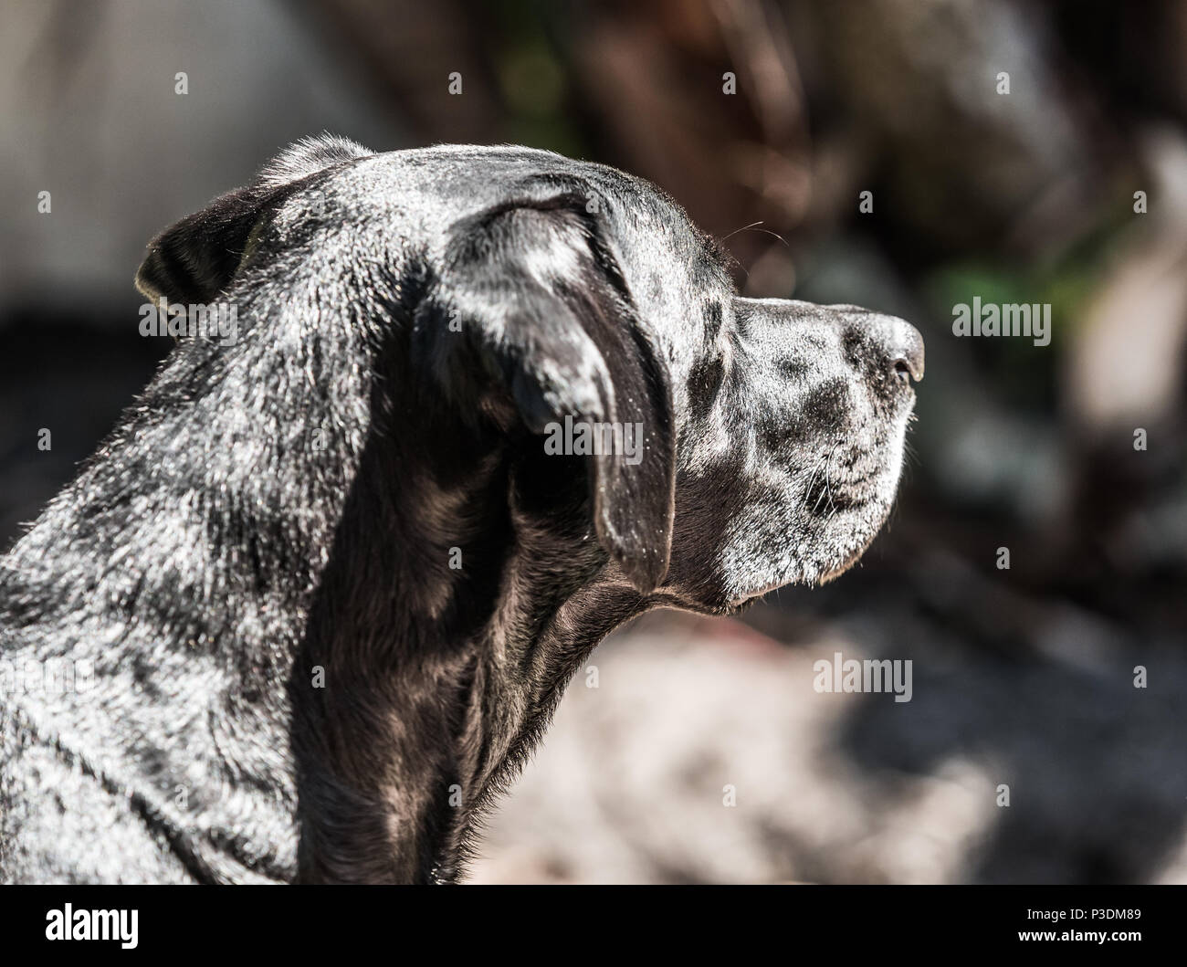 Large dog profile hi-res stock photography and images - Alamy