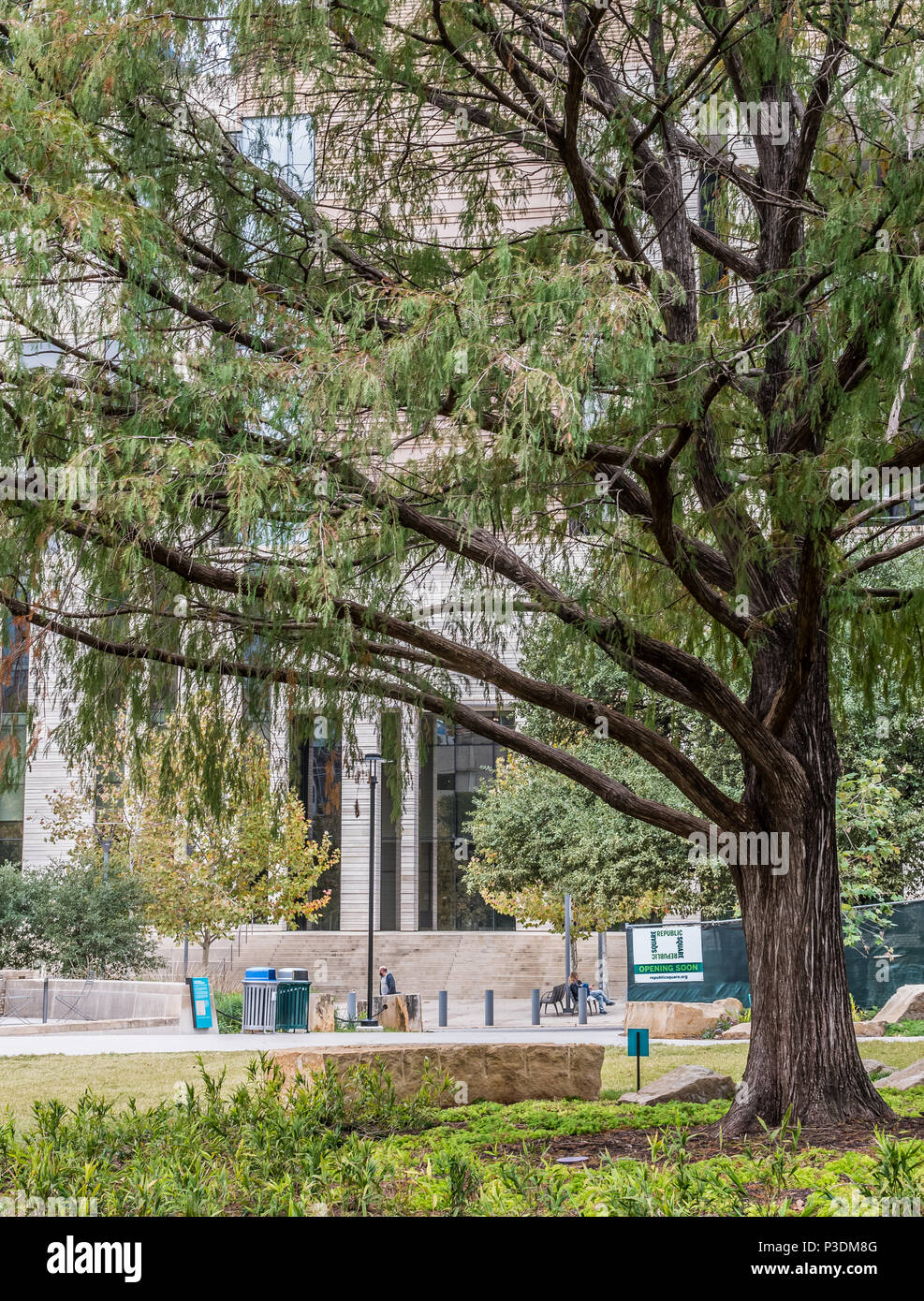 Tree downtown hi-res stock photography and images - Alamy