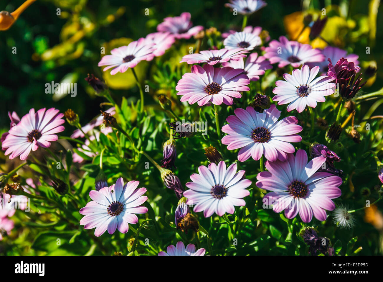 A clump of hardy African daisy, Osteospermum plants Stock Photo - Alamy