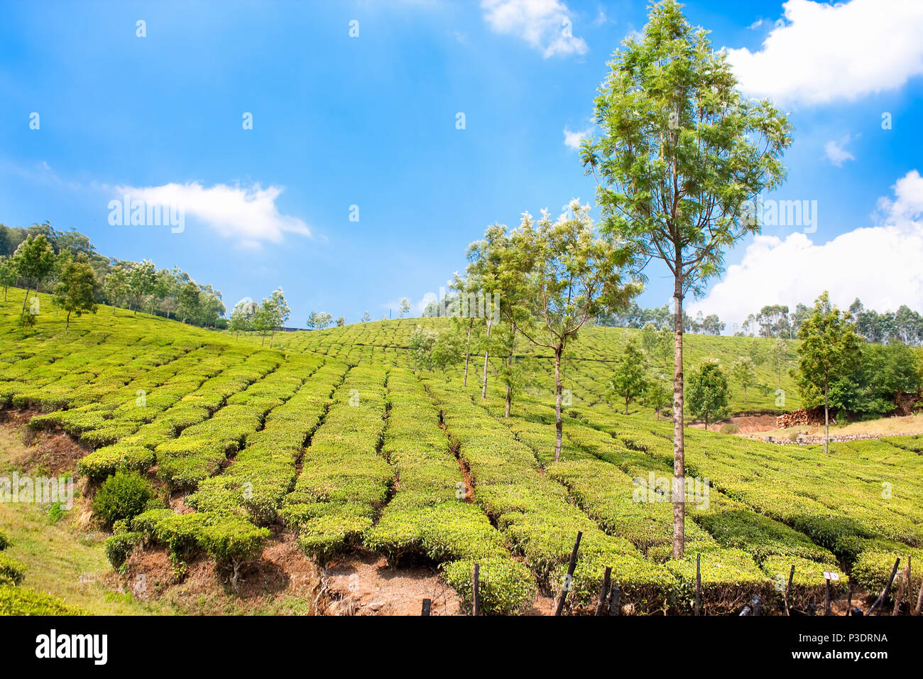 Green cardamom farming hi-res stock photography and images - Alamy