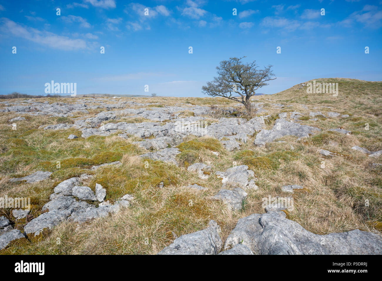Lone tree on the limestone pavements in Wharfedale Stock Photo - Alamy