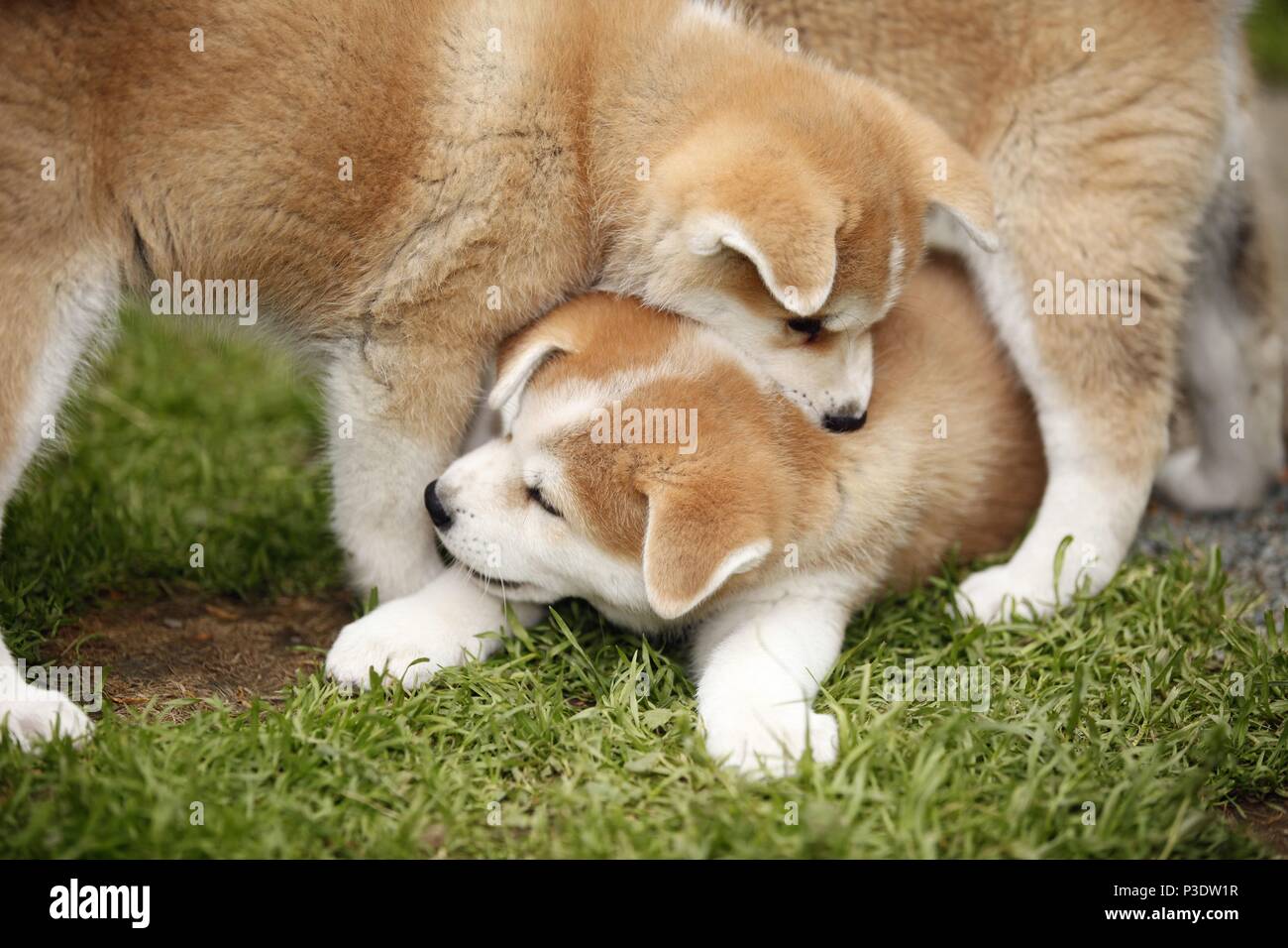 Akita One Birth How Many Pup