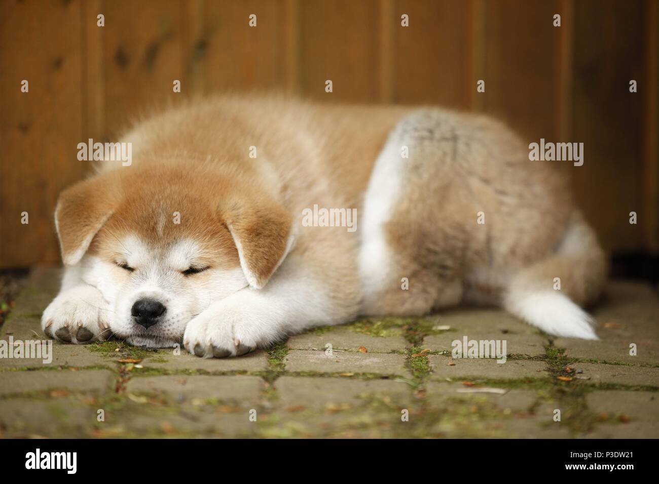 Akita Inu puppy Stock Photo - Alamy