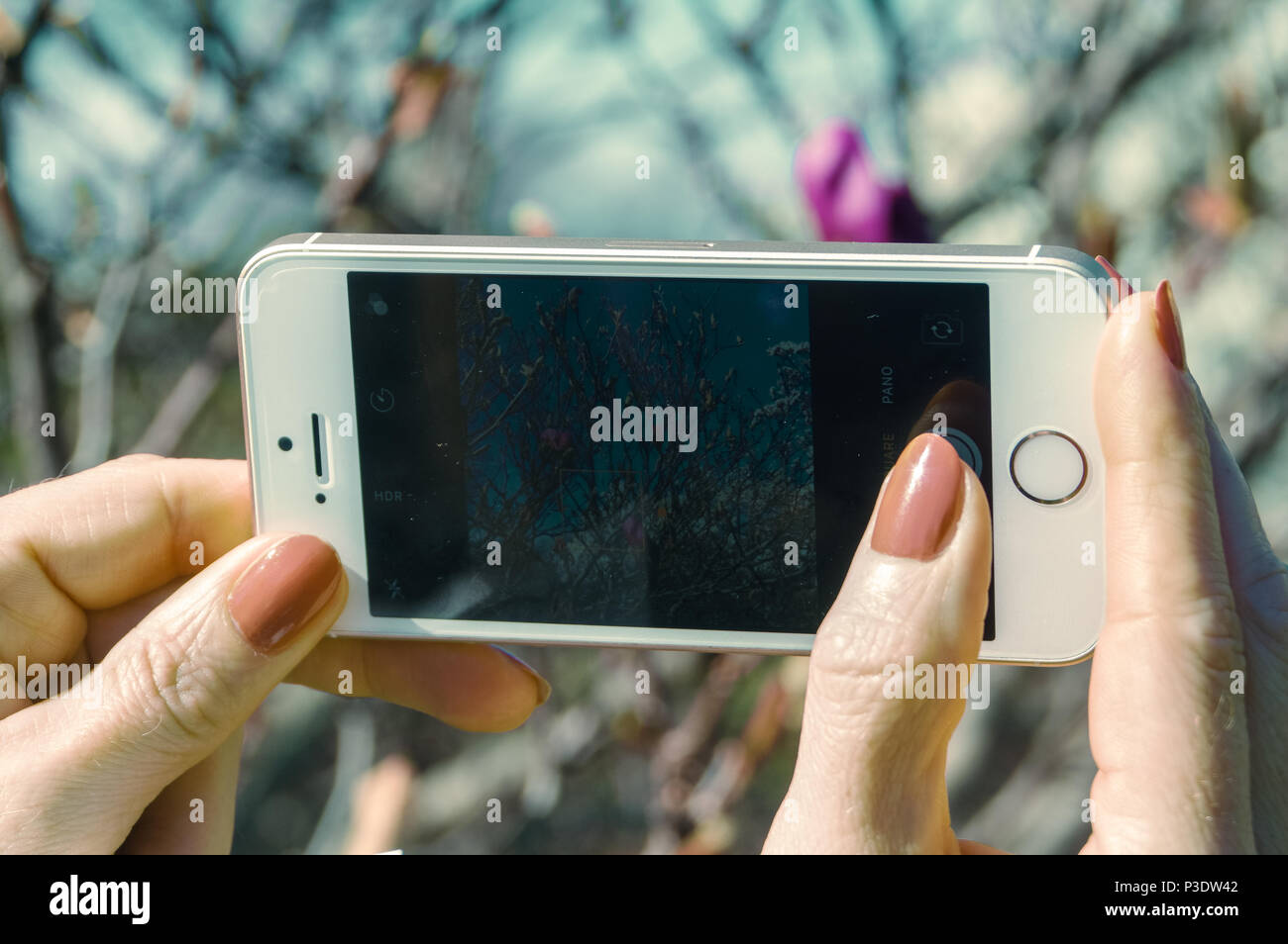 Smartphone in female hands taking photo Stock Photo - Alamy