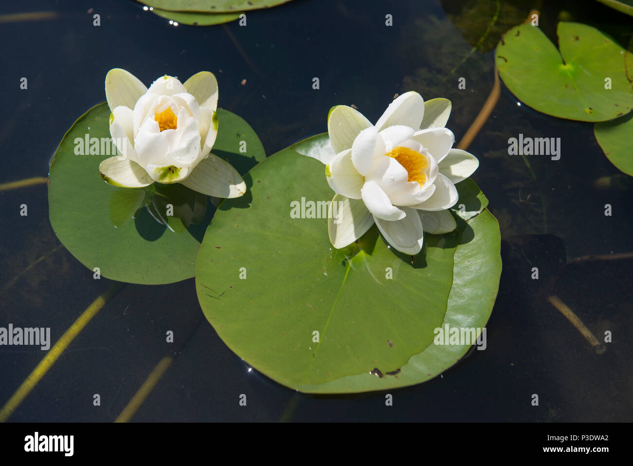 Lotus genus hi-res stock photography and images - Alamy