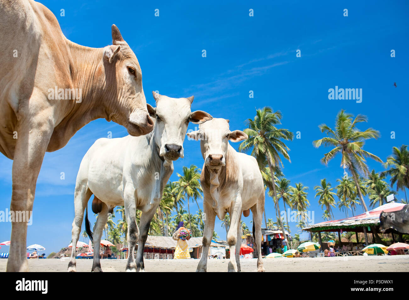 Holy cow goa india hi-res stock photography and images - Alamy