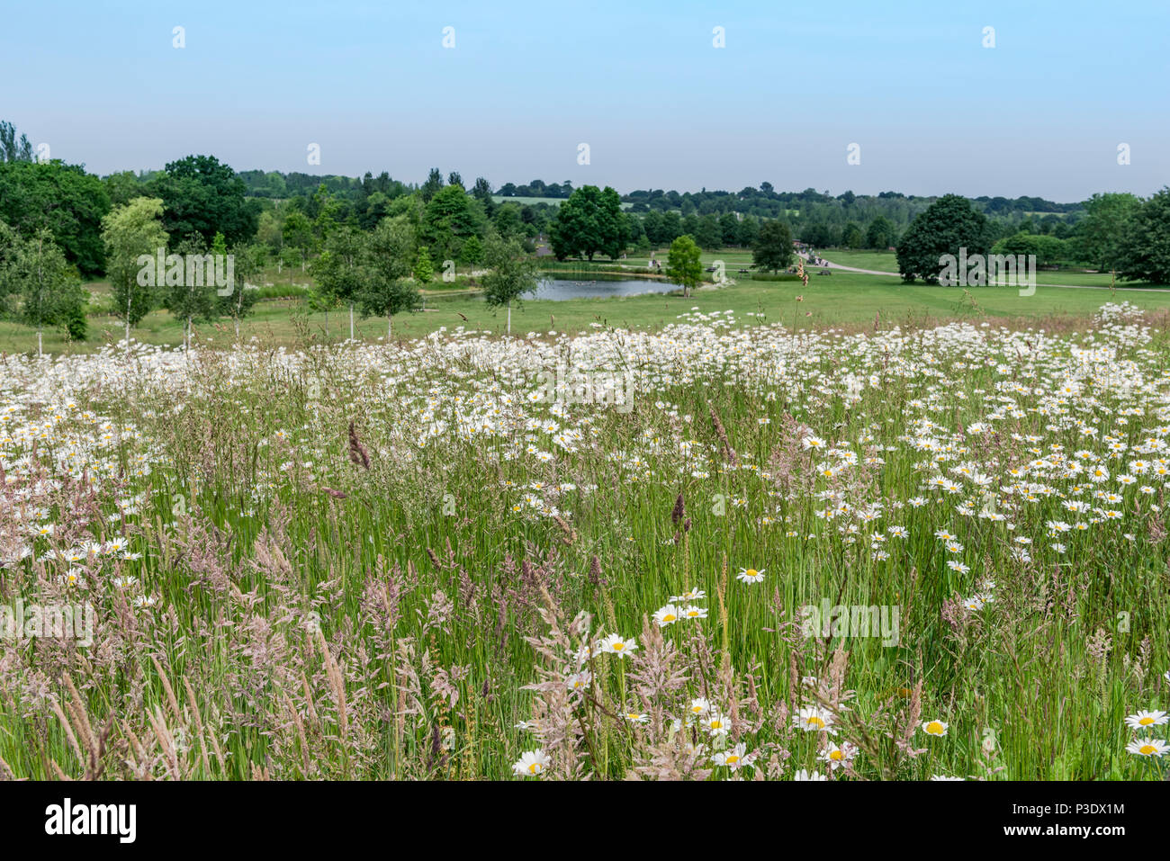 View towards the lake and clover hill from the wildflower meadow, at ...