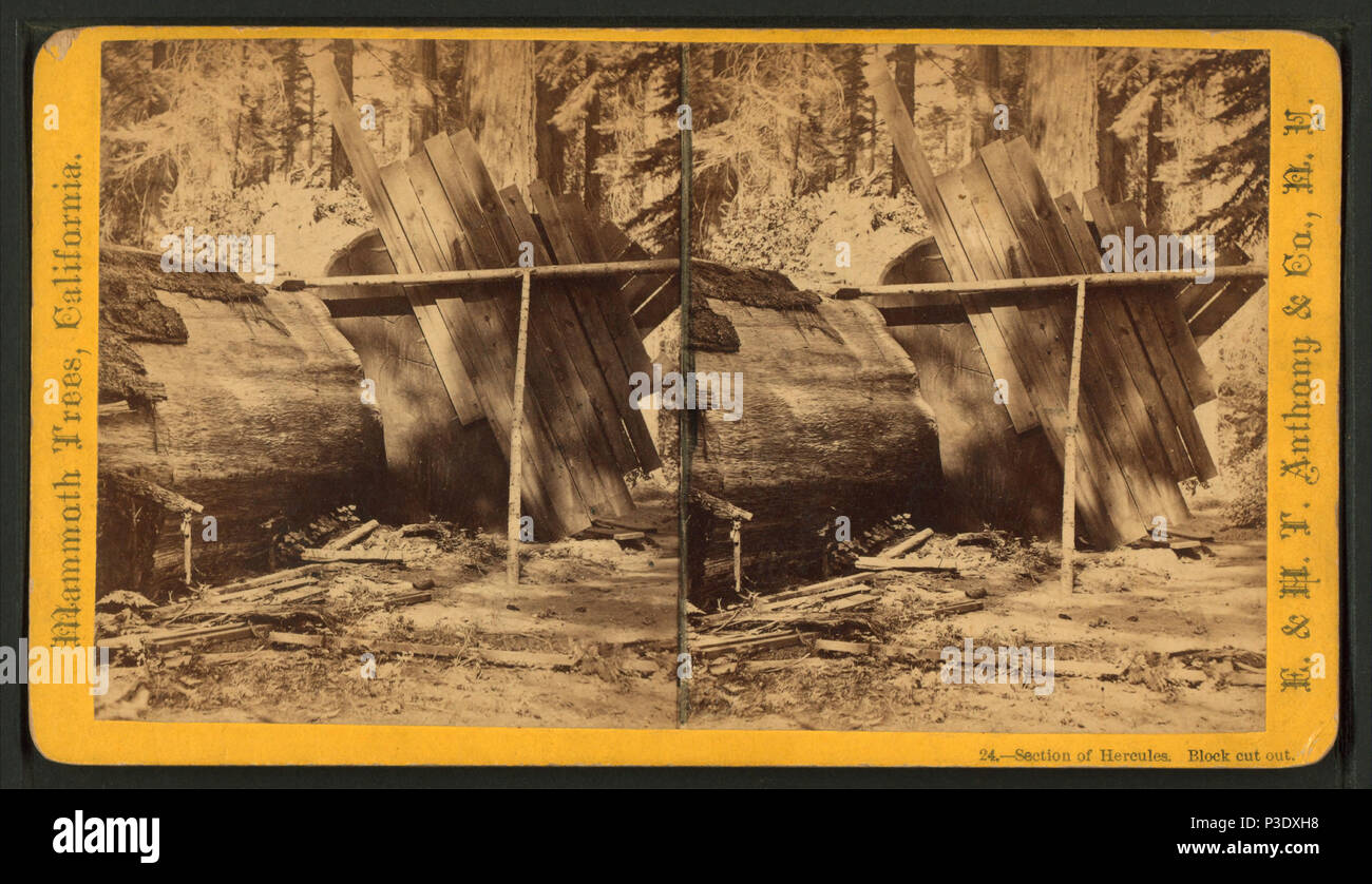 267 Section of Hercules, Block cut out, by E. & H.T. Anthony (Firm ...