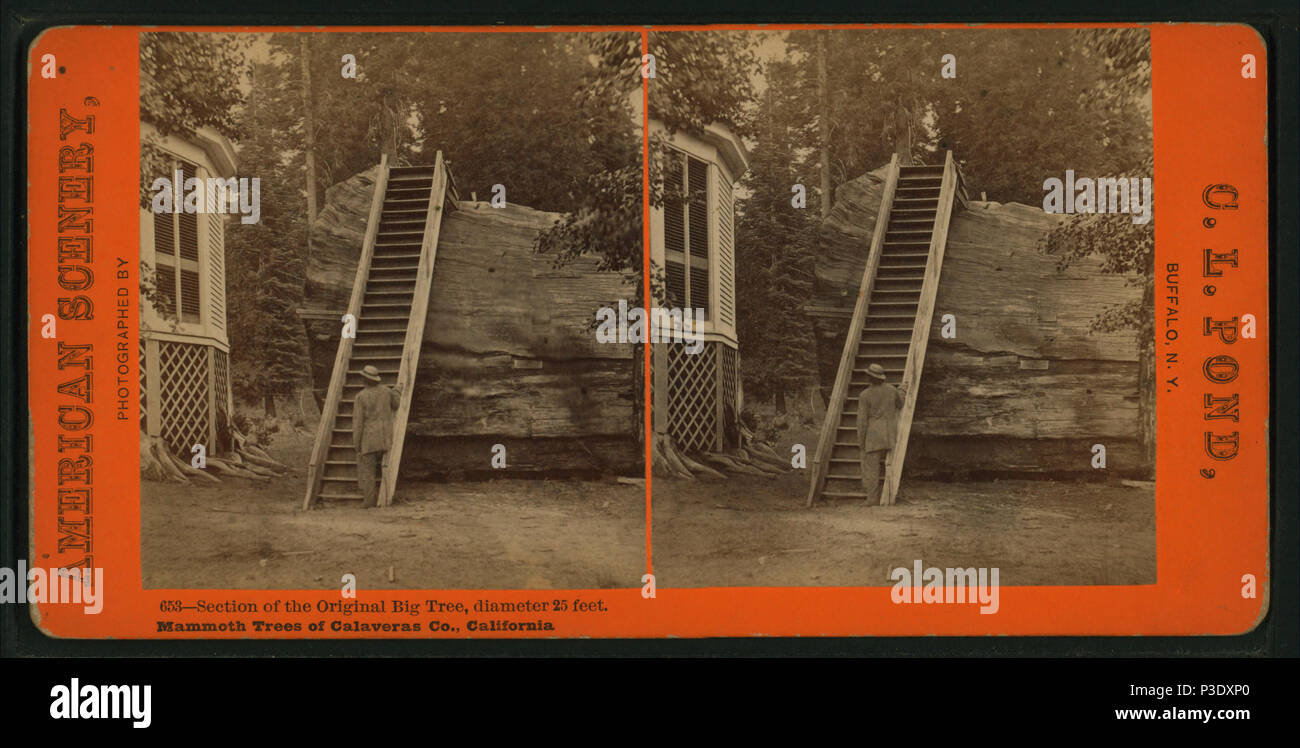 . Section of the original Big Tree, diameter 25 feet, Mammoth Trees of ...