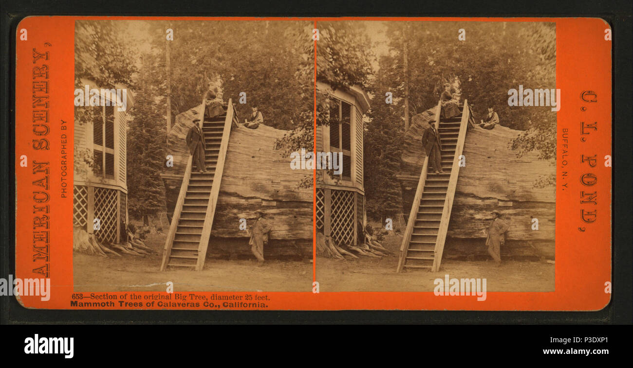 . Section of the original Big Tree, diameter 25 feet, Mammoth Trees of ...