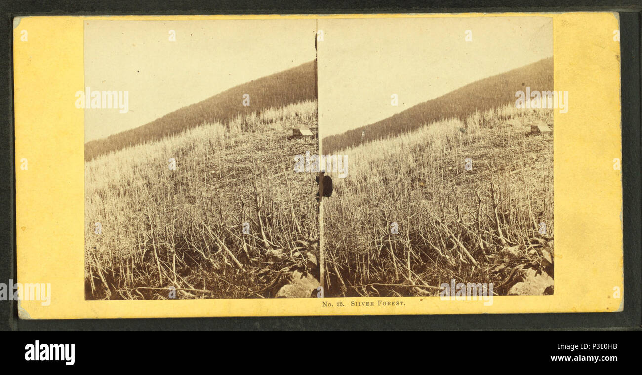 Silver forest hi-res stock photography and images - Alamy