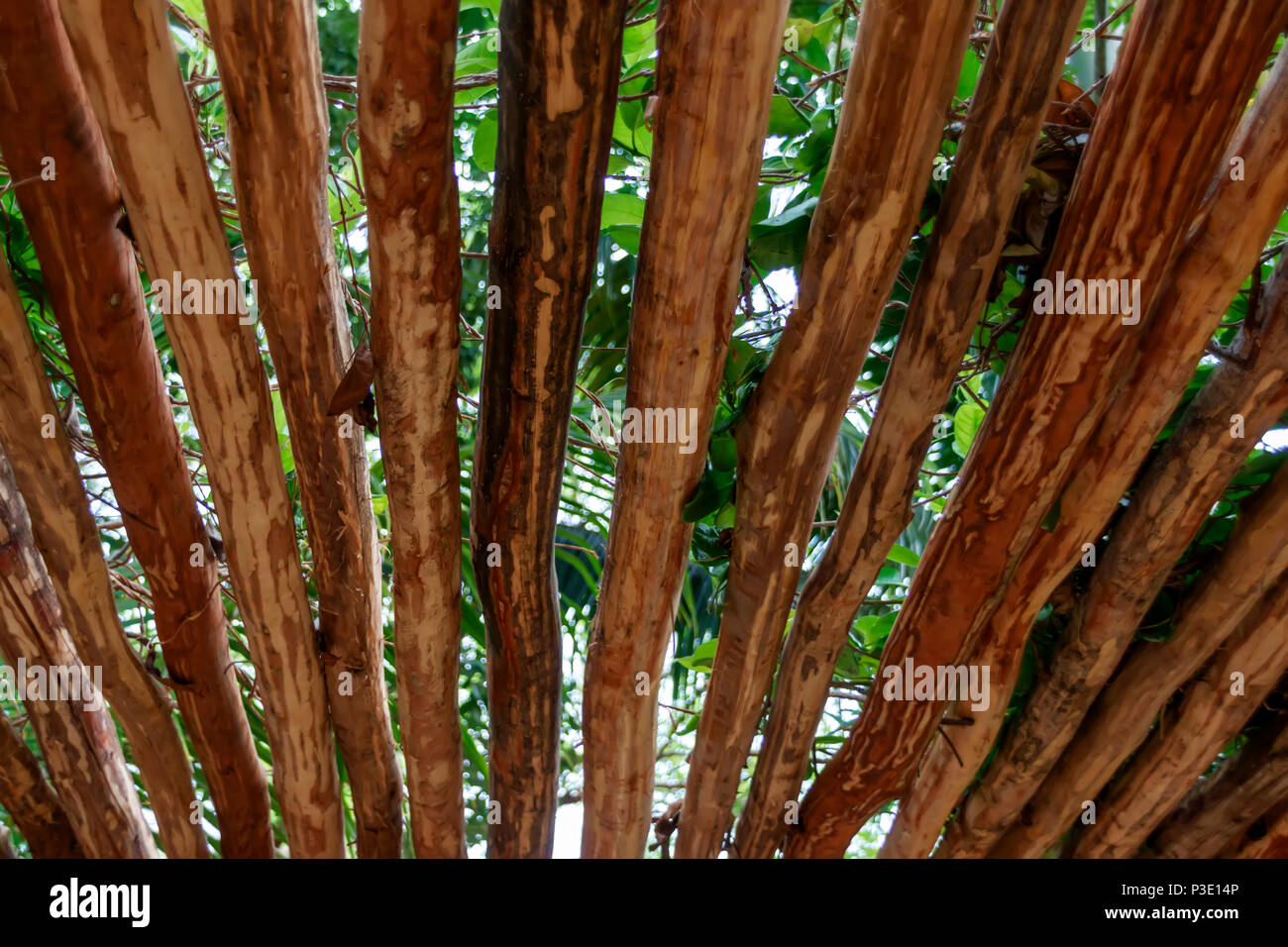 A roof made of wooden branches through which green leaves of trees are ...